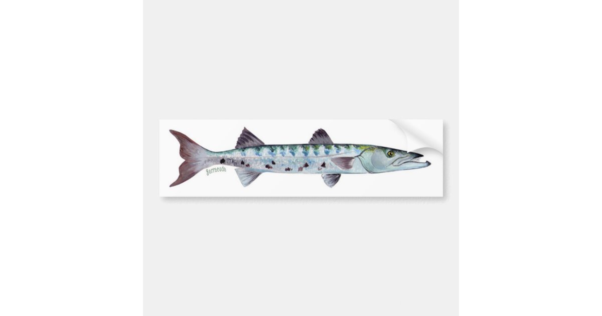 Barracuda fish bumper sticker | Zazzle