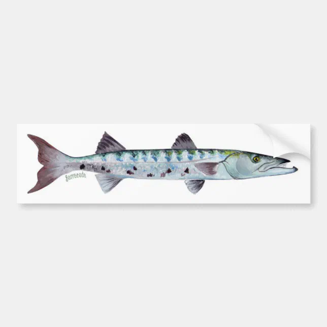 Barracuda fish bumper sticker | Zazzle