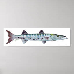 Barracuda fish poster | Zazzle