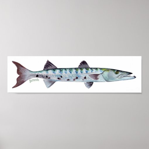 Barracuda fish poster | Zazzle