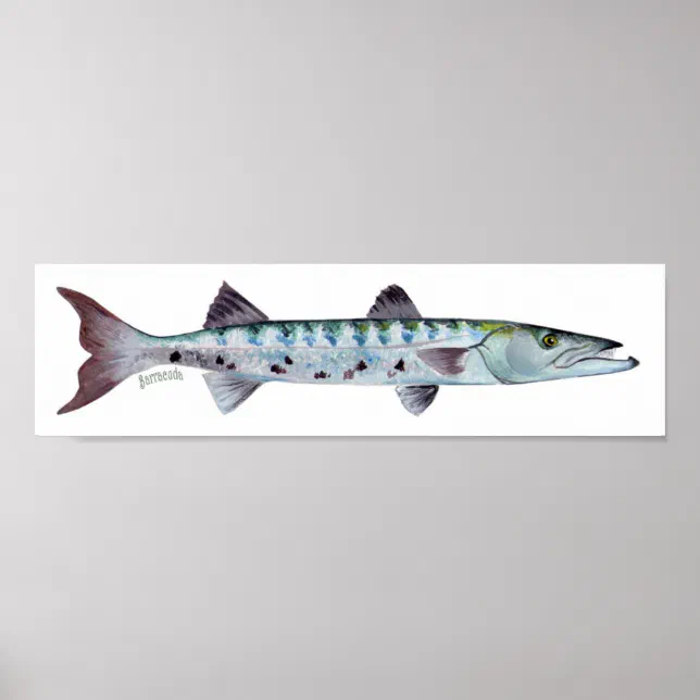 Barracuda fish poster | Zazzle