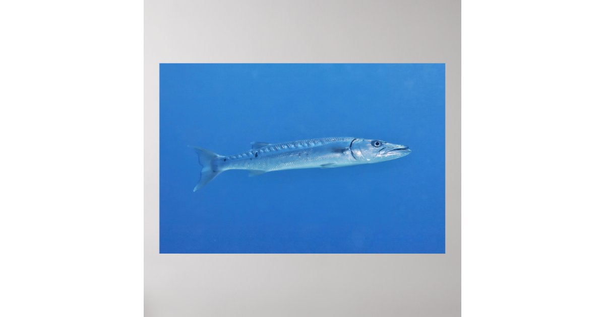 Barracuda in the Blue Poster | Zazzle