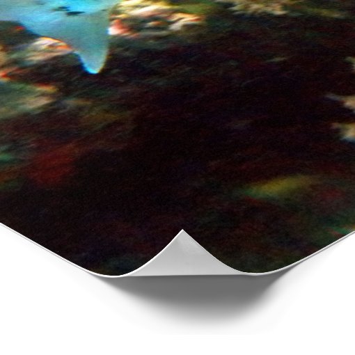 BARRACUDA POSTER | Zazzle