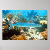 BARRACUDA POSTER | Zazzle