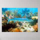 BARRACUDA POSTER | Zazzle