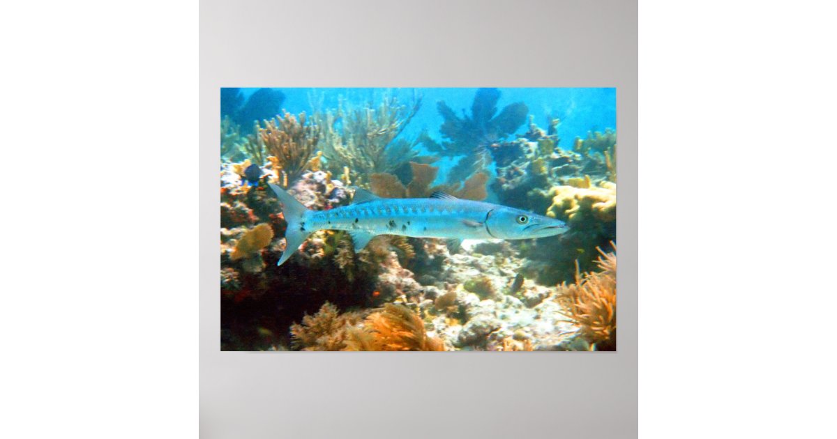 BARRACUDA POSTER | Zazzle