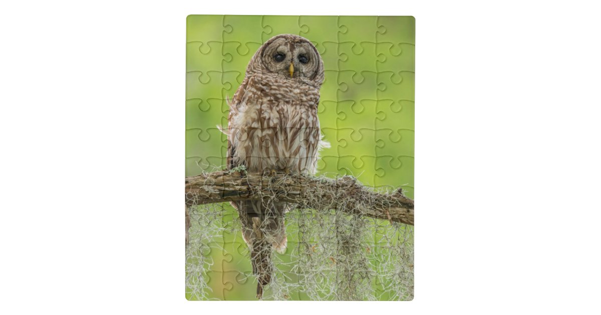 Barred Owl On Tree Limb Jigsaw Puzzle | Zazzle