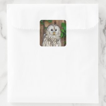 Barred Owl Square Sticker | Zazzle