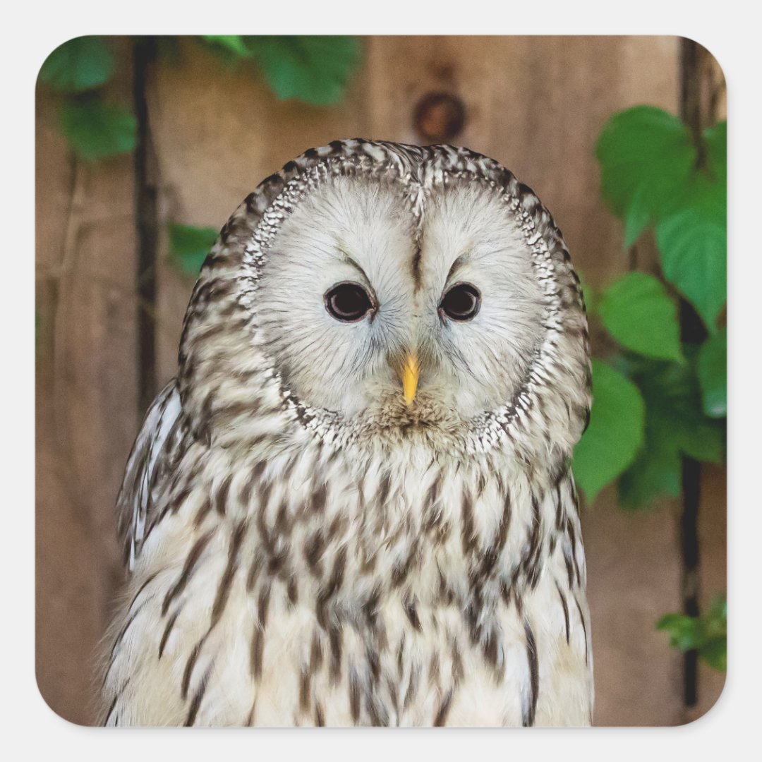 Barred Owl Square Sticker | Zazzle