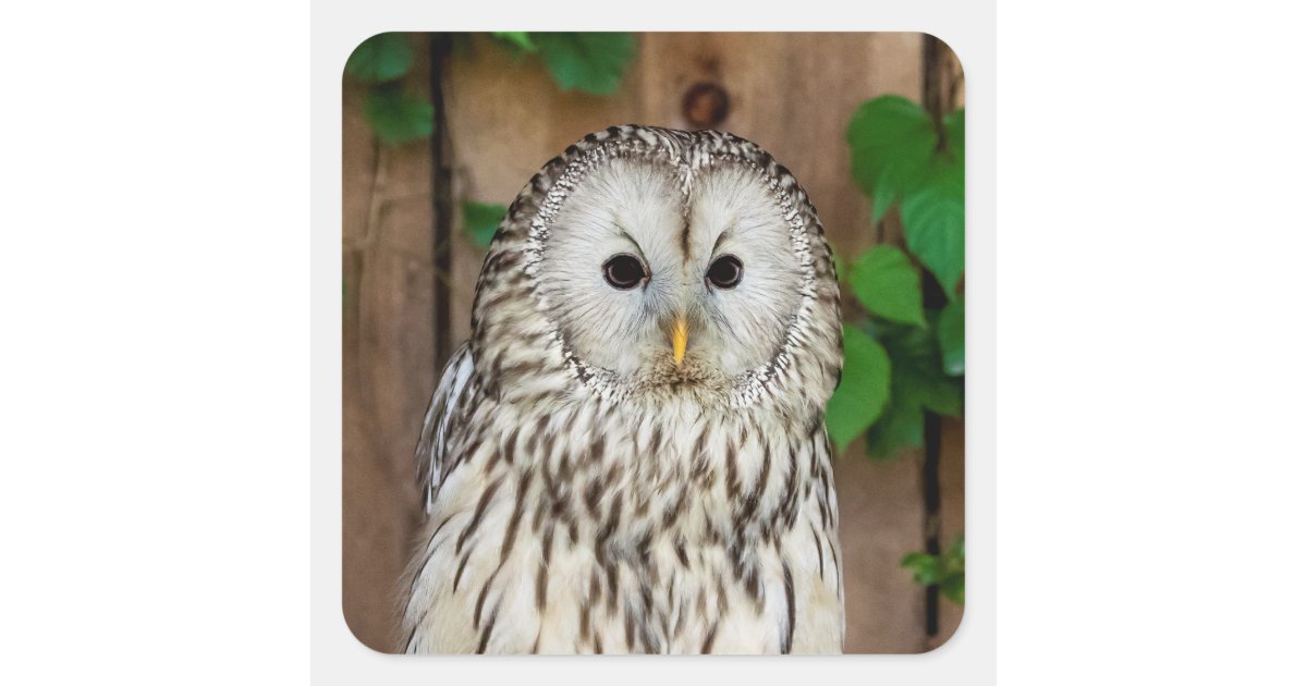 Barred Owl Square Sticker | Zazzle