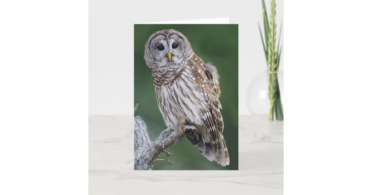 Barred Owl (Strix varia) Card | Zazzle