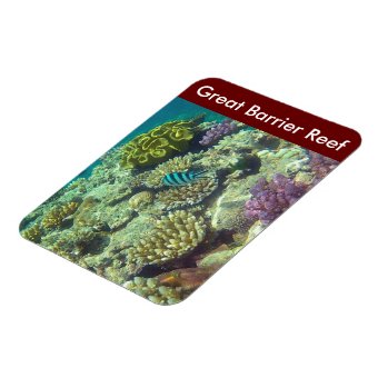 barrier reef fish magnet | Zazzle