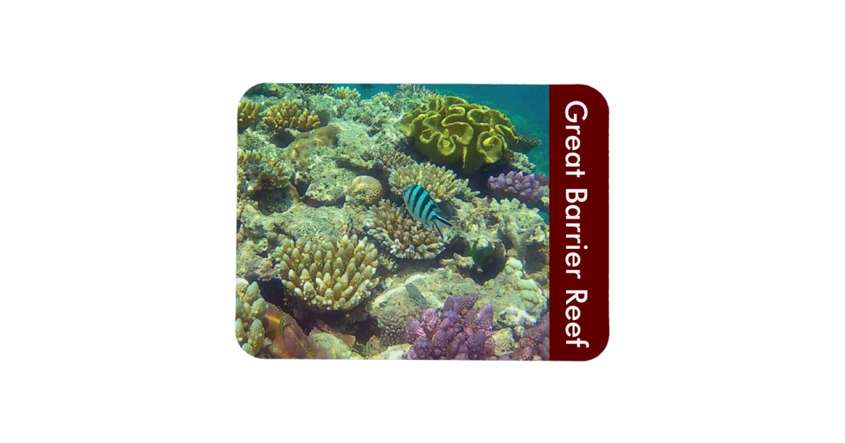barrier reef fish magnet | Zazzle
