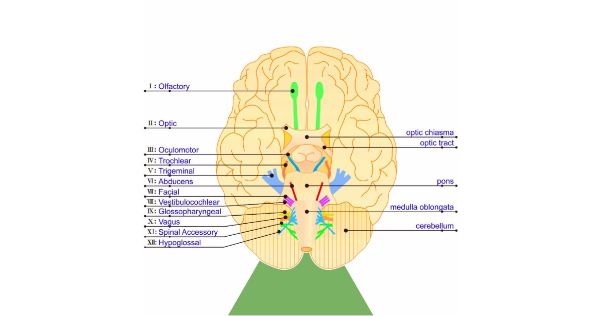 base of brain picture english cutout | Zazzle