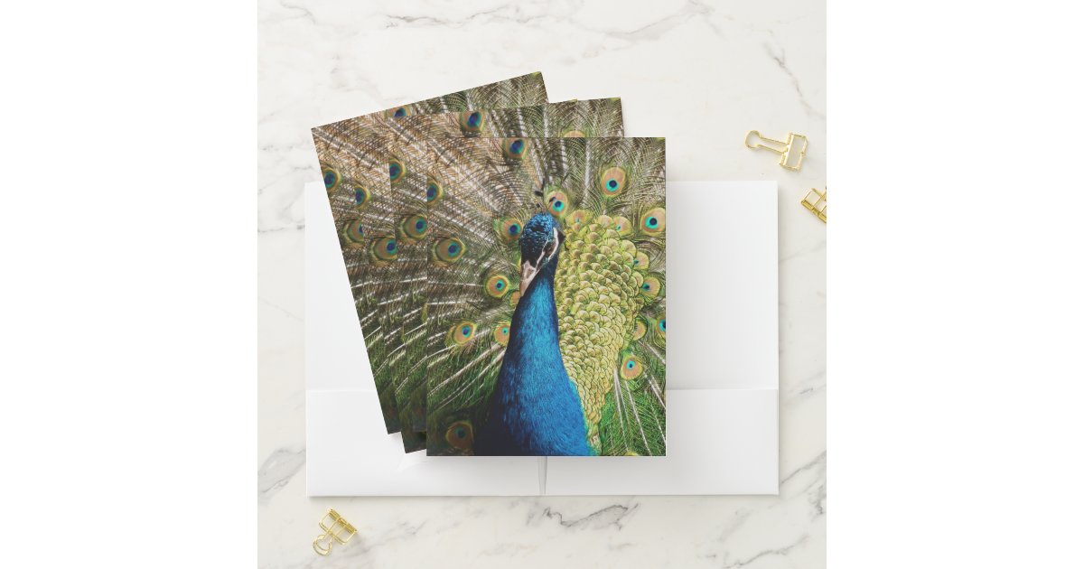 Bashful Peacock Pocket Folder | Zazzle