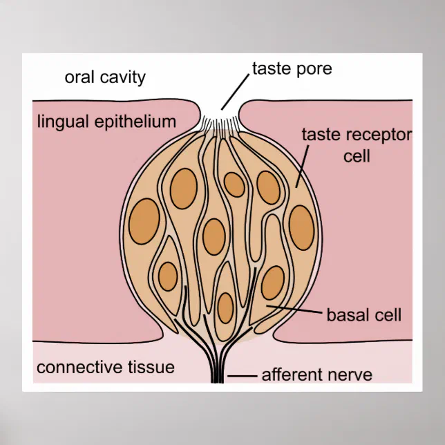 Basic Diagram of a Human Taste Bud of the Tongue Poster | Zazzle