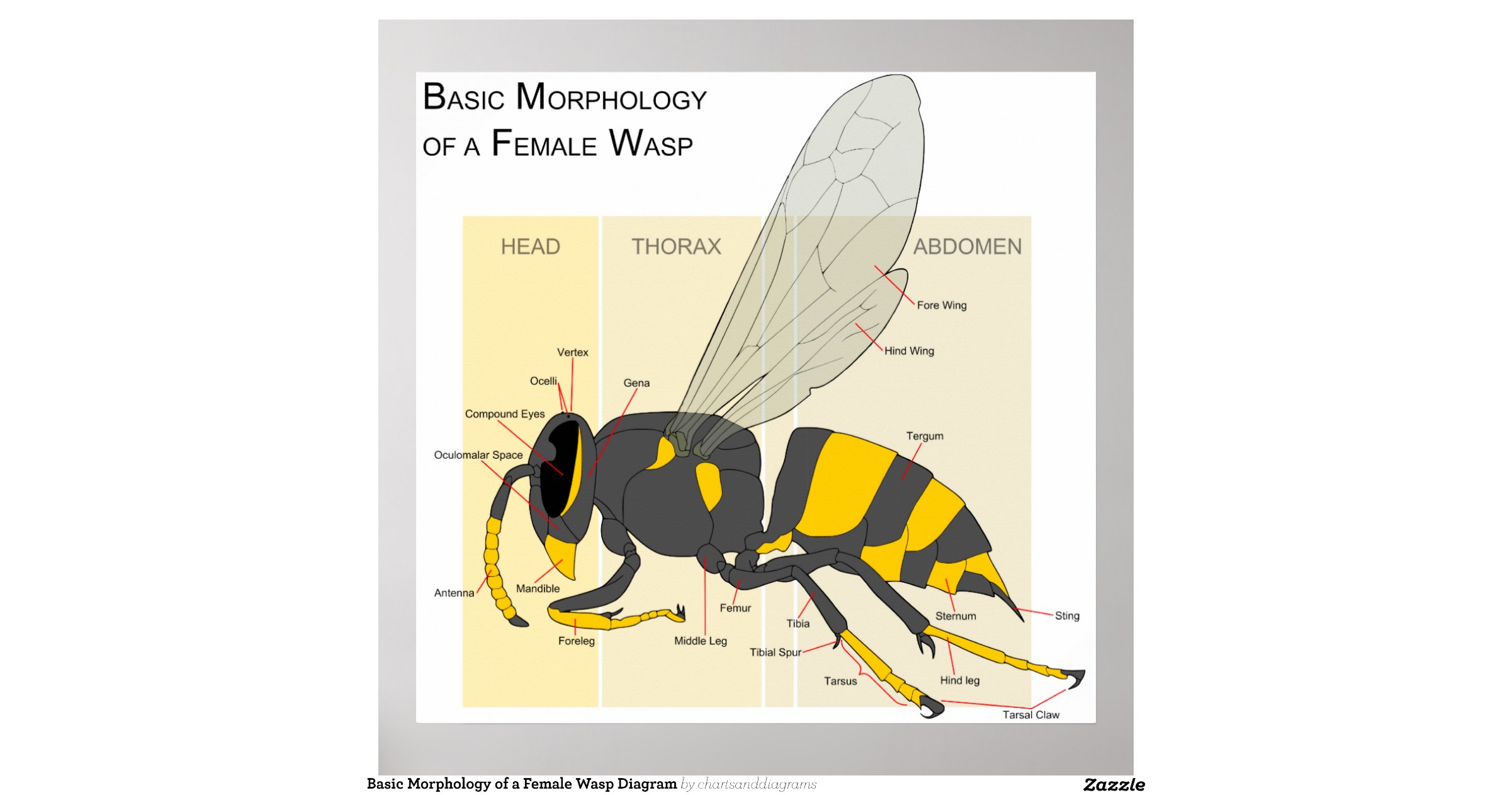 basic_morphology_of_a_female_wasp_diagram_poster ...