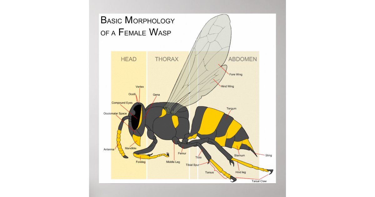 Basic Morphology of a Female Wasp Diagram Poster | Zazzle