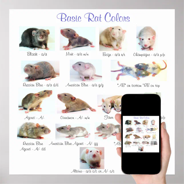 Basic Rat Colors Poster | Zazzle