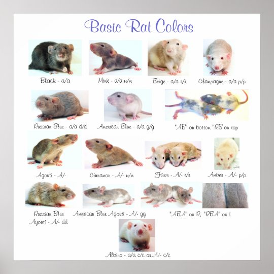 Basic Rat Colors Poster | Zazzle.com