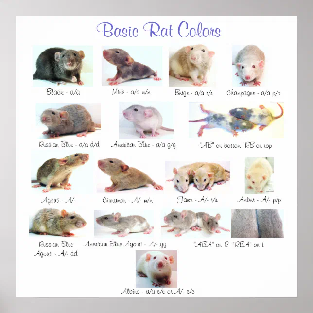 Basic Rat Colors Poster | Zazzle