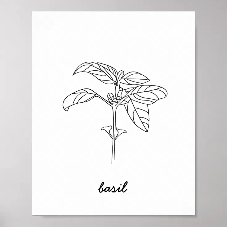 Basil Illustration Print | Zazzle