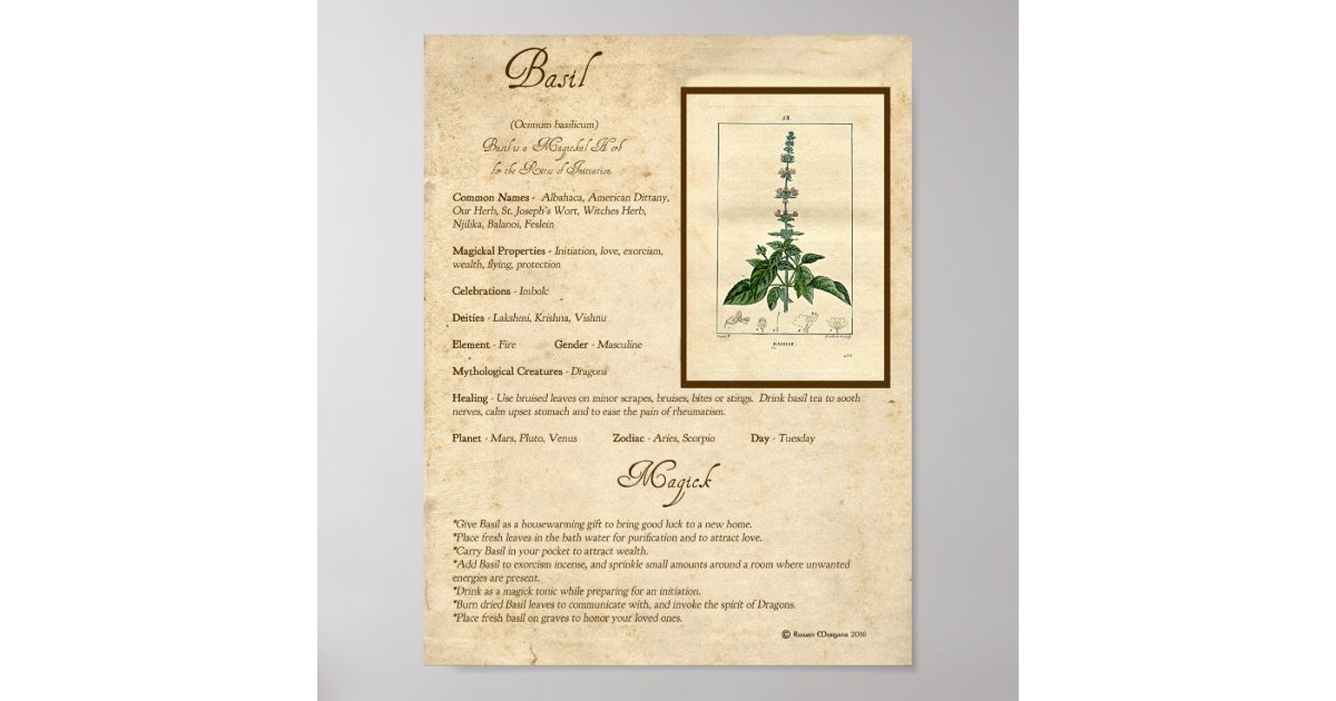 BASIL MAGICK HERB POSTER | Zazzle