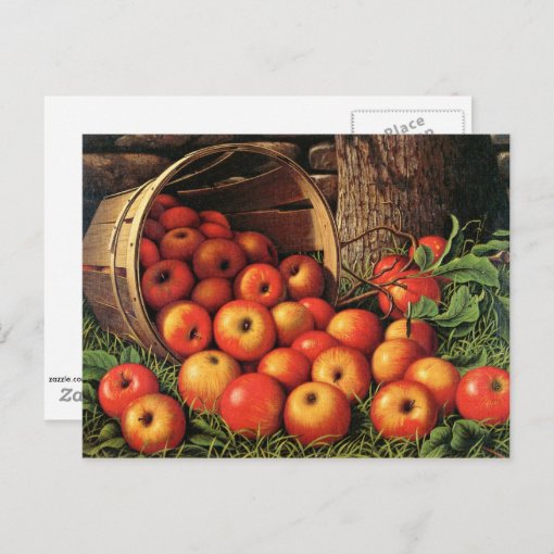 Basket of Apples Postcard | Zazzle