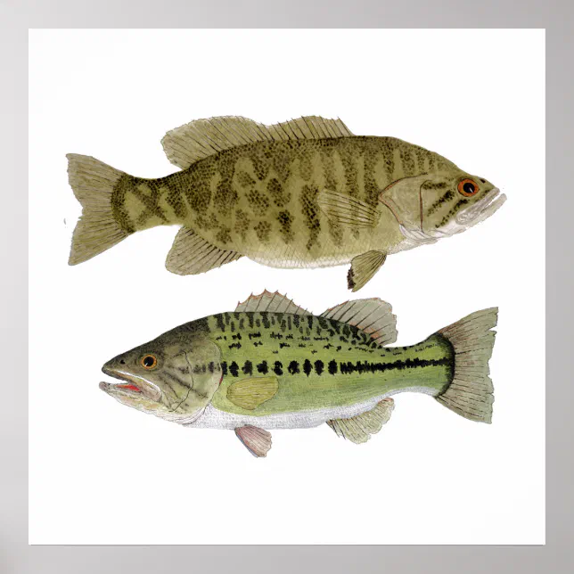 Bass Art Poster | Zazzle