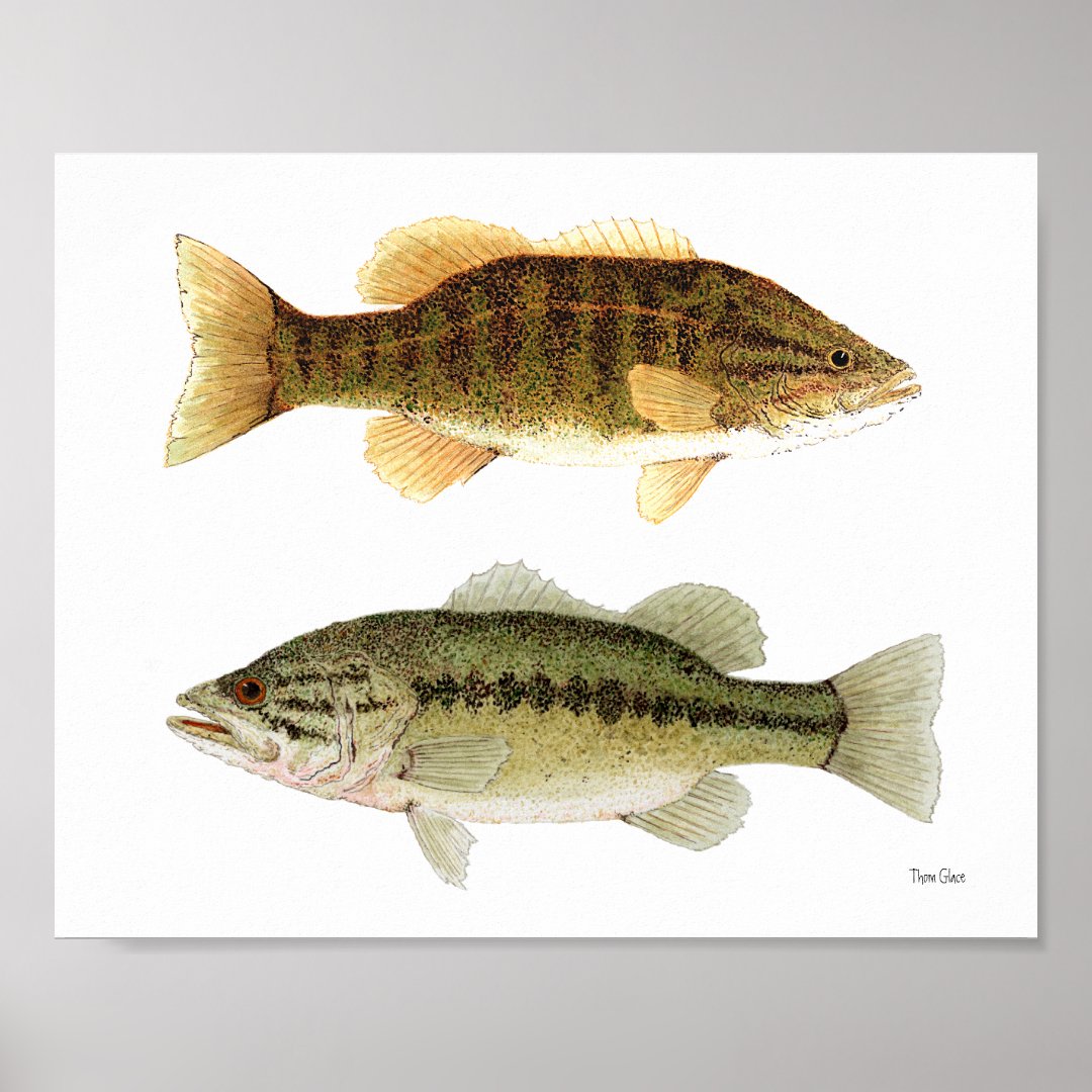 Bass- Smallmouth & Largemouth Bass Art Poster | Zazzle