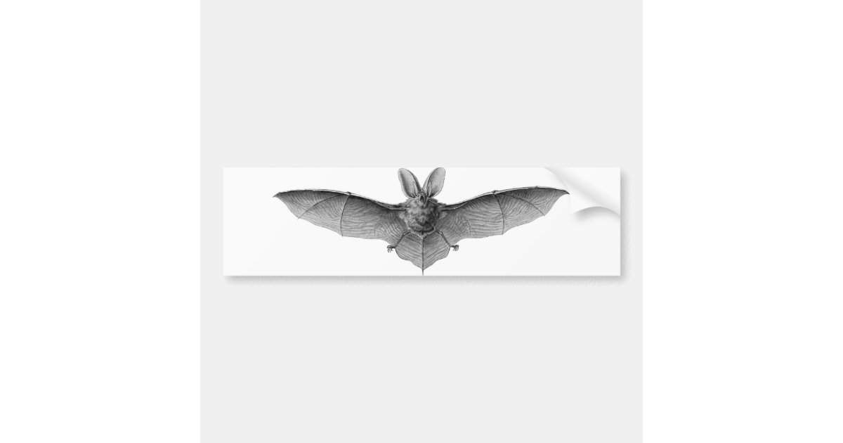Bat Bumper Sticker | Zazzle