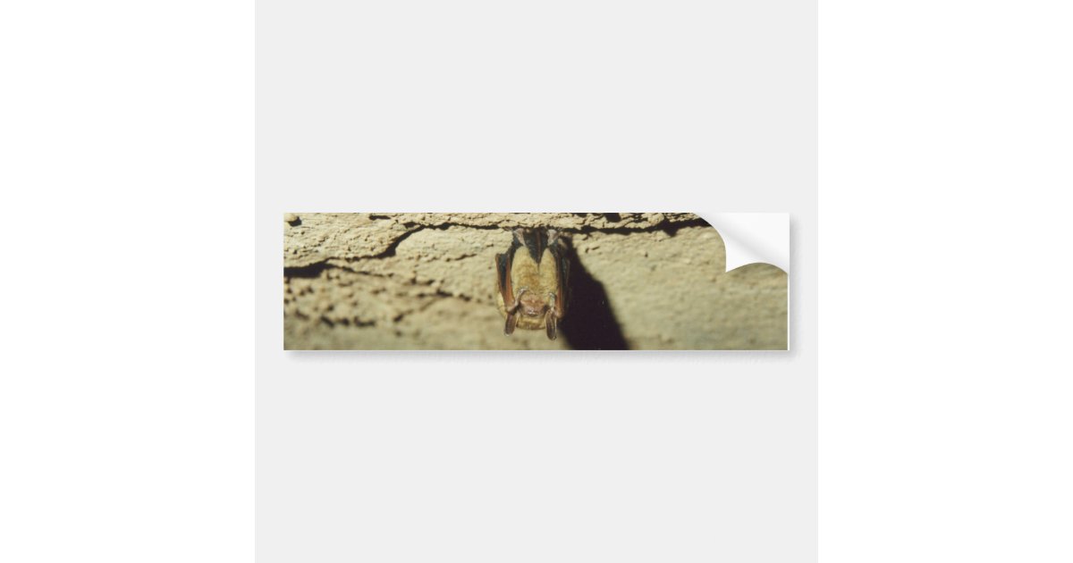 Bat Bumper Sticker | Zazzle