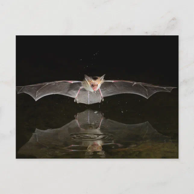 Bat drinking in flight, Arizona Postcard | Zazzle