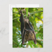 Bat Postcard | Zazzle