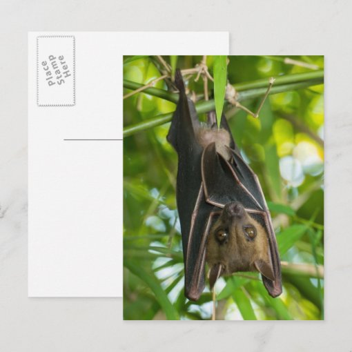 Bat Postcard | Zazzle