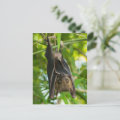 Bat Postcard | Zazzle