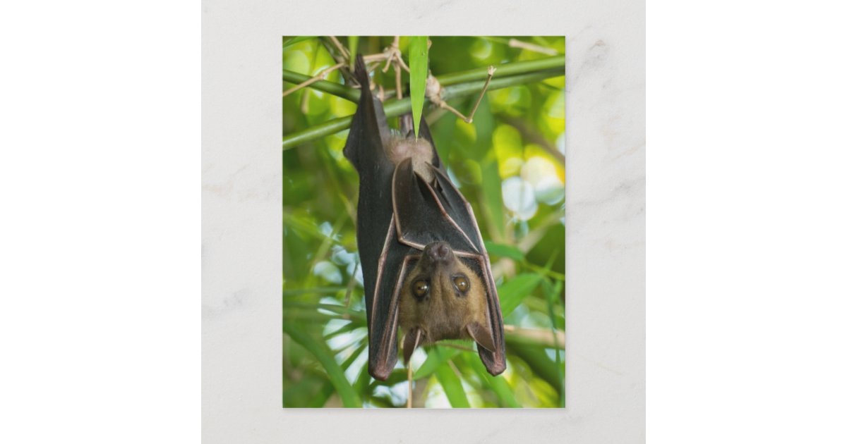 Bat Postcard | Zazzle