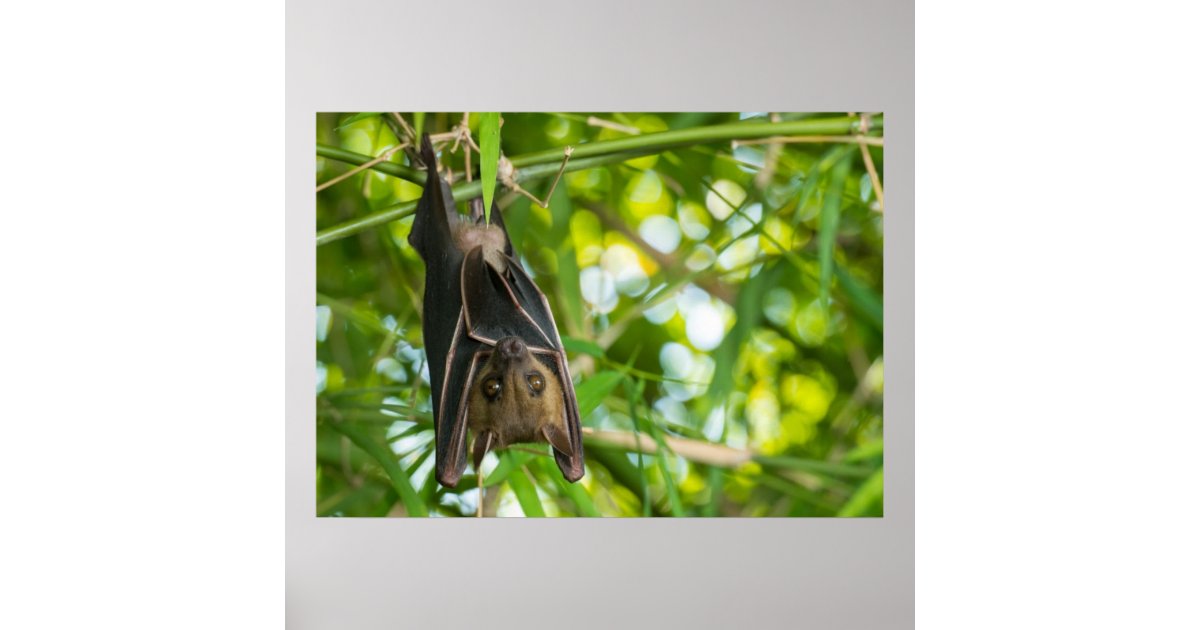 Bat Poster | Zazzle
