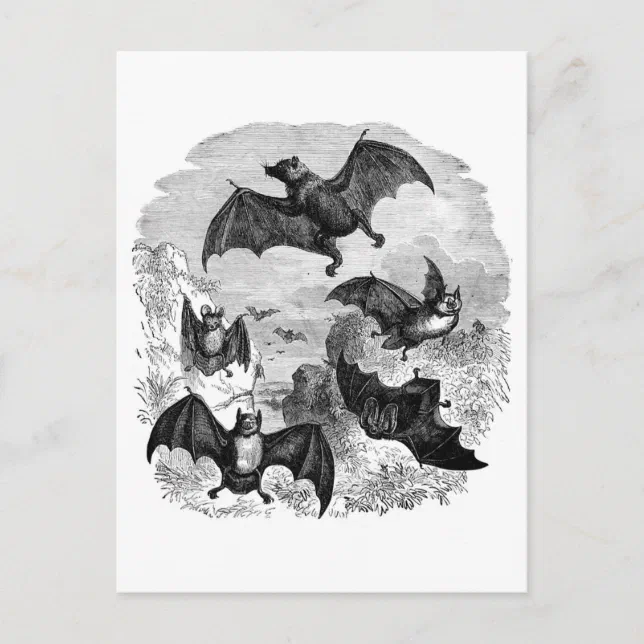 Bat Sketch Postcard | Zazzle