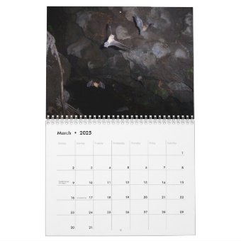 Bats Calendar | Zazzle