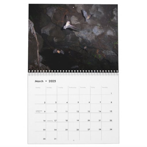 Bats Calendar | Zazzle