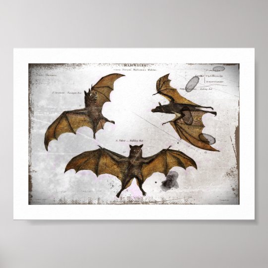 Bat's Educational Plate Poster | Zazzle.com