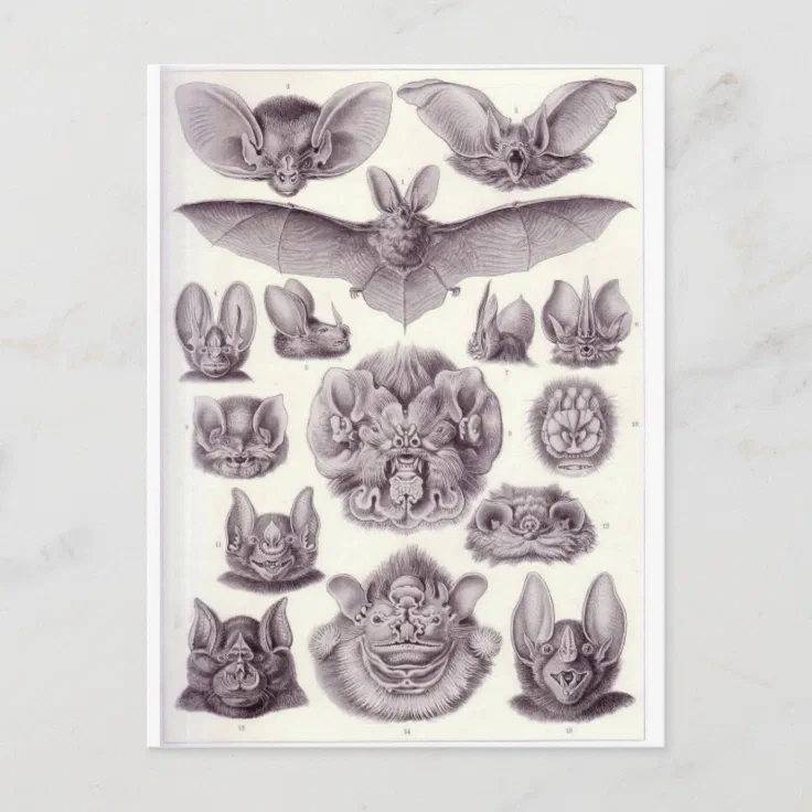 Bats Postcard | Zazzle