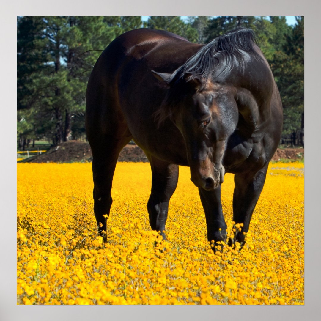 Bay Horse in a Field of Yellow Flowers Poster | Zazzle