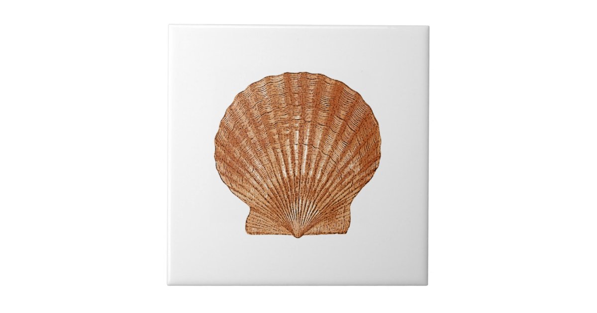 Bay Scallop Shell Ceramic Tile | Zazzle