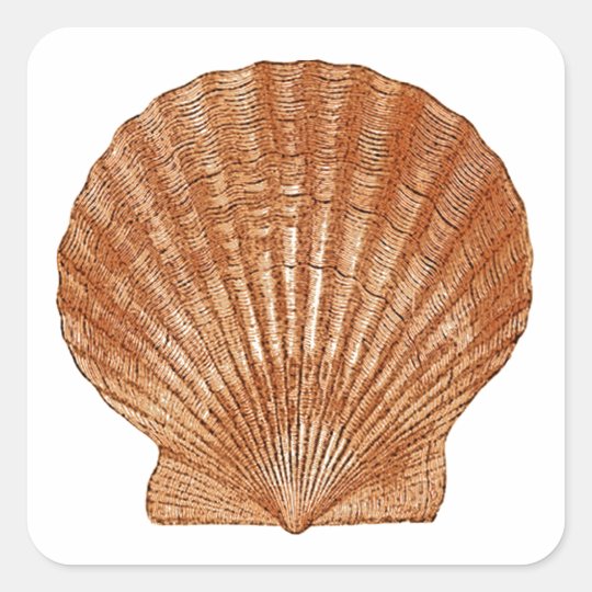 Bay Scallop Shell Square Sticker | Zazzle.com