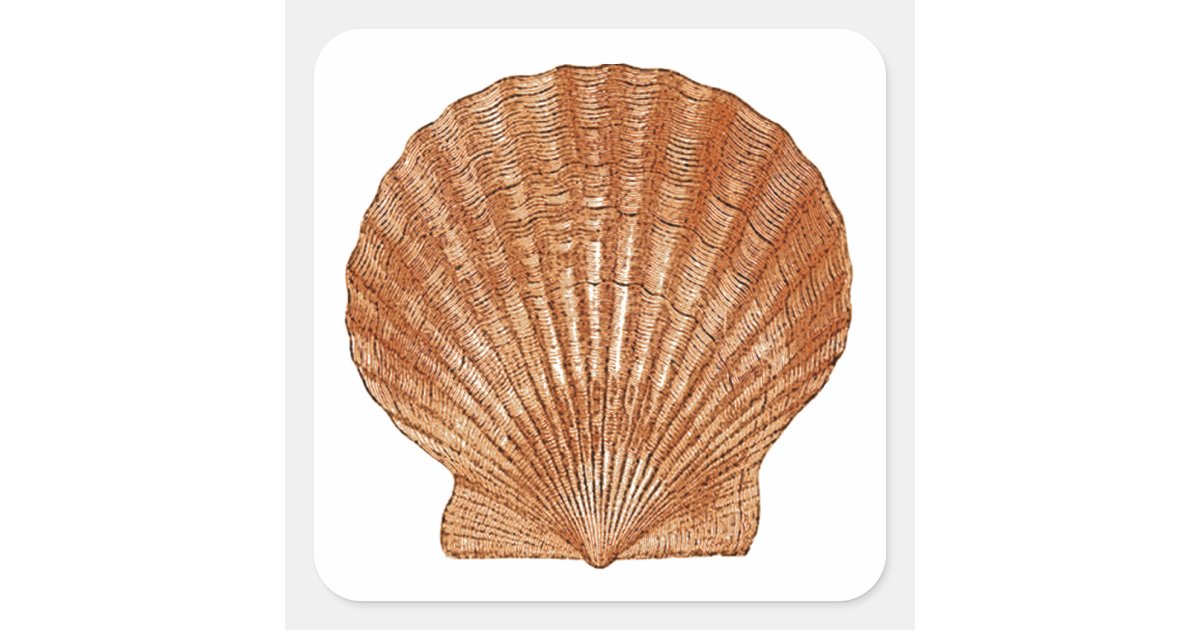 Bay Scallop Shell Square Sticker | Zazzle