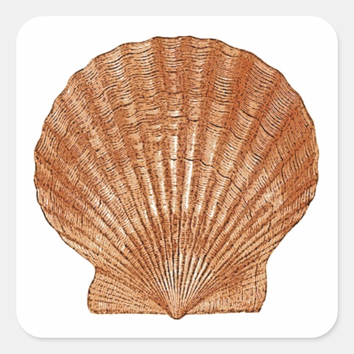 Bay Scallop Shell Square Sticker | Zazzle.com