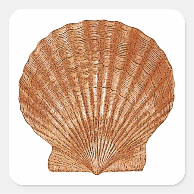 Bay Scallop Shell Square Sticker | Zazzle