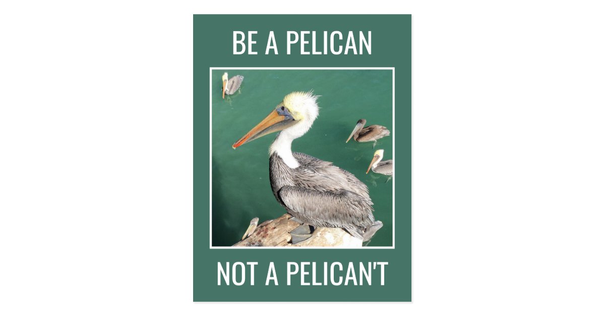 Be a Pelican, Not a Pelican't Postcard | Zazzle.com
